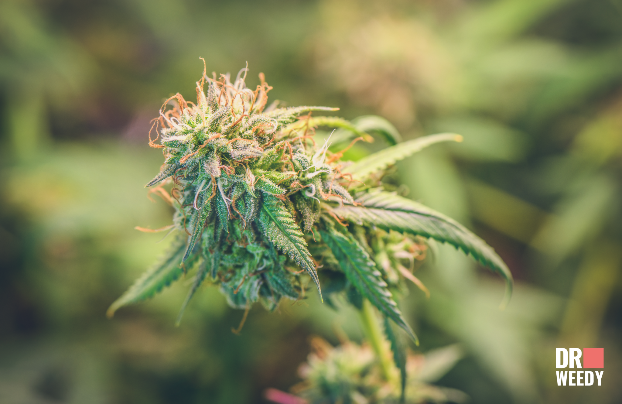 What is a Hemp Flower?