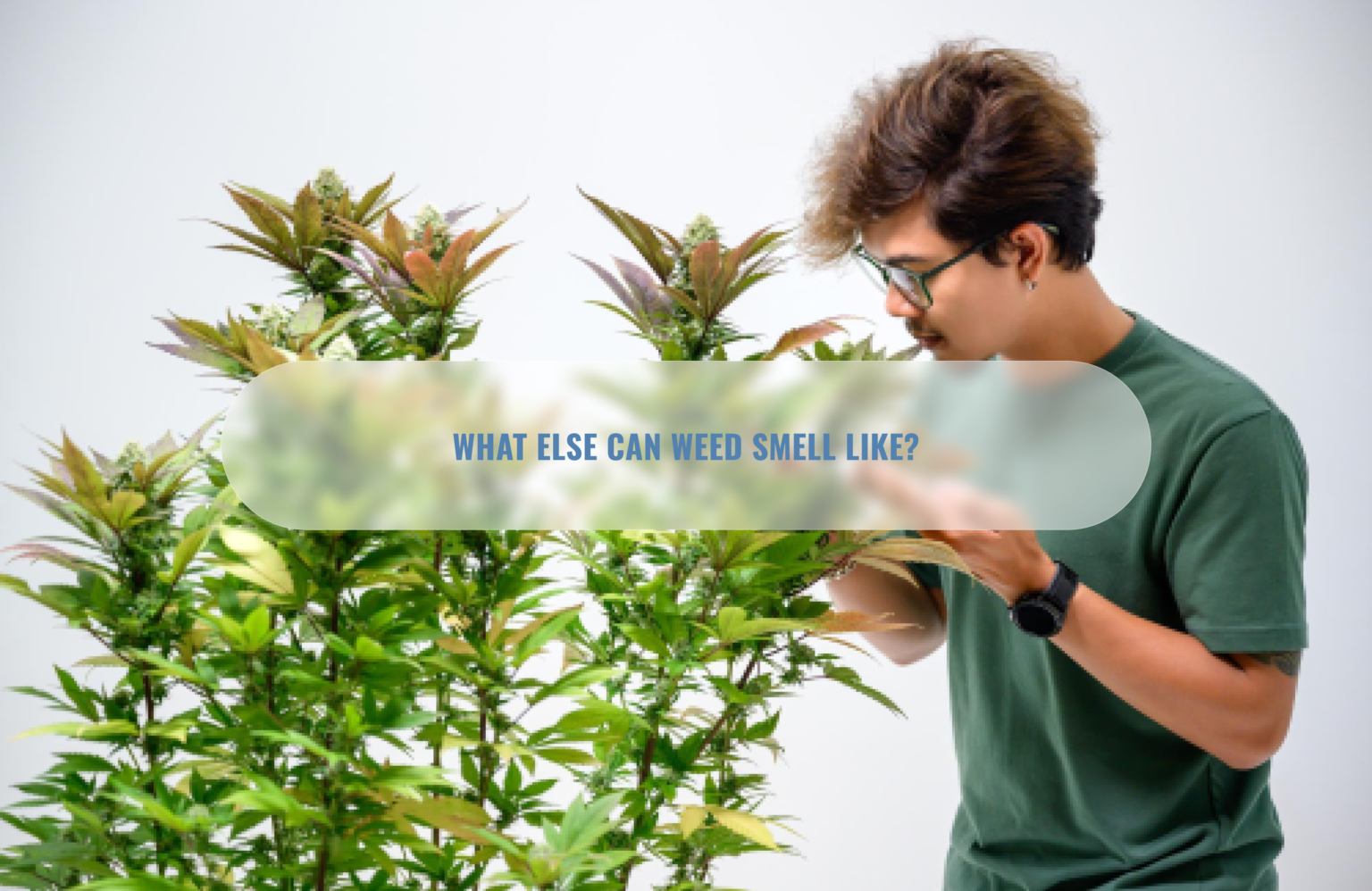 Why Does Weed Smell So Strong - chemistry and composition of marijuana