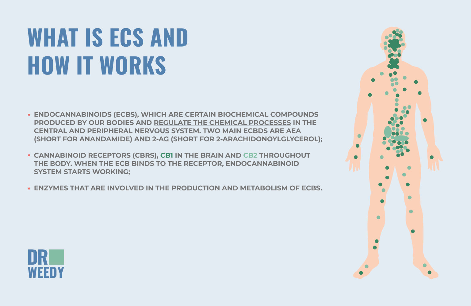 Endocannabinoid System and CBD — How It Works & Is It Good for Health?