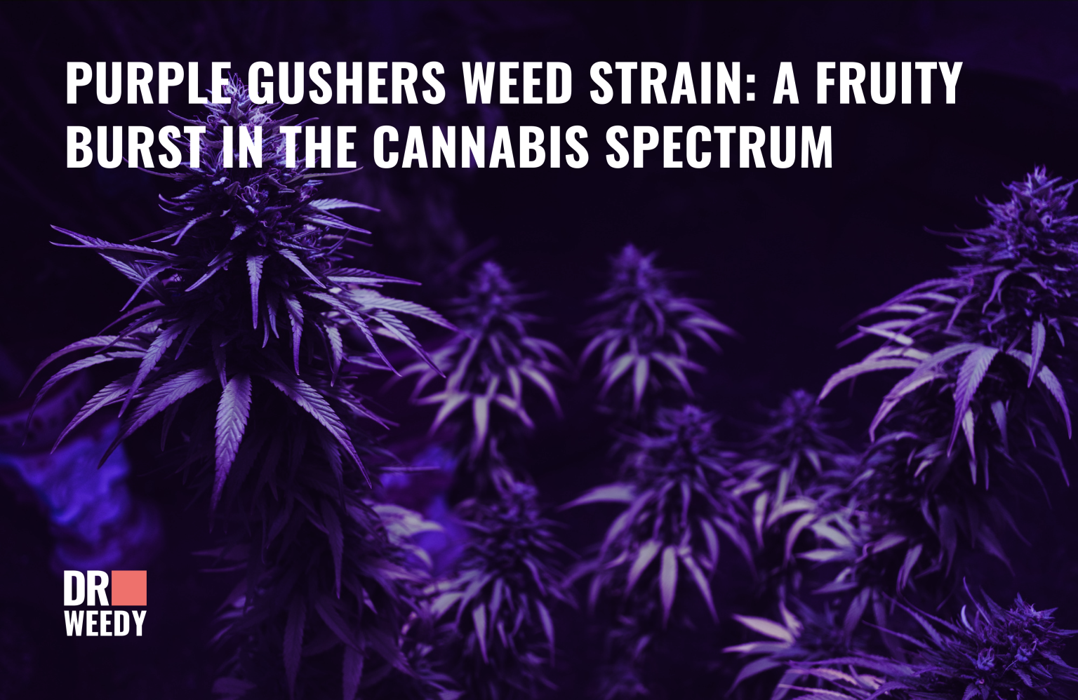 Purple Gushers Weed Strain: A Fruity Burst in the Cannabis Spectrum