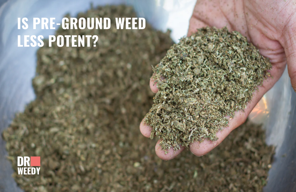 Is Pre-Ground Weed Less Potent? - Dr. Weedy