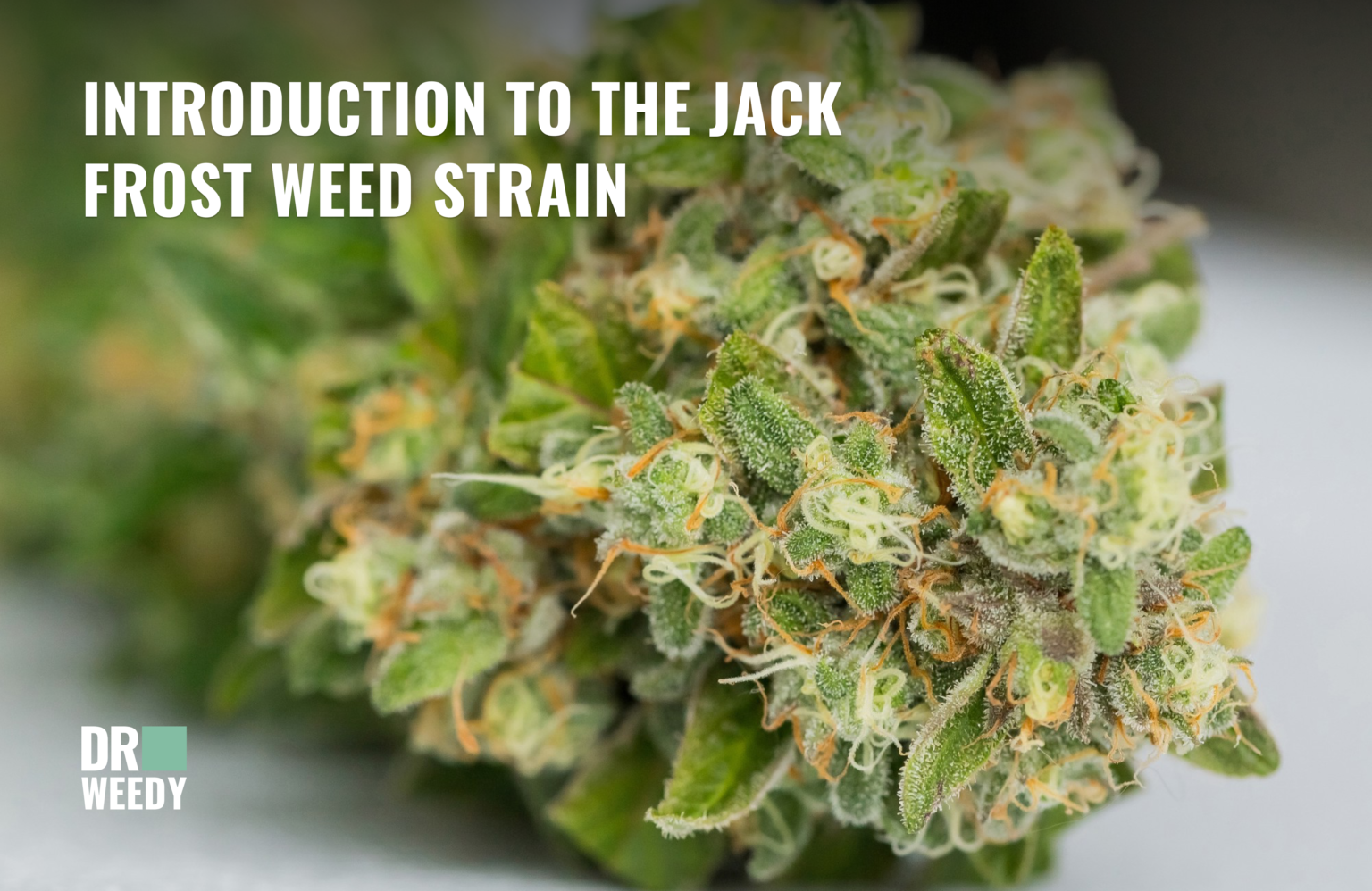 Introduction to the Jack Frost Weed Strain